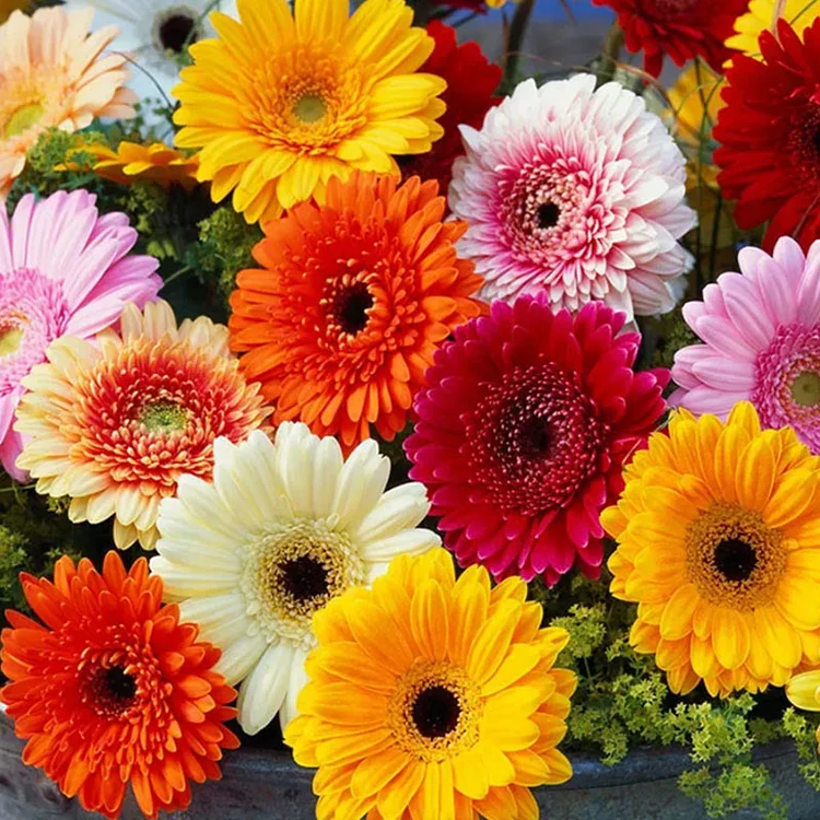 GERBERA FLOWER SEEDS