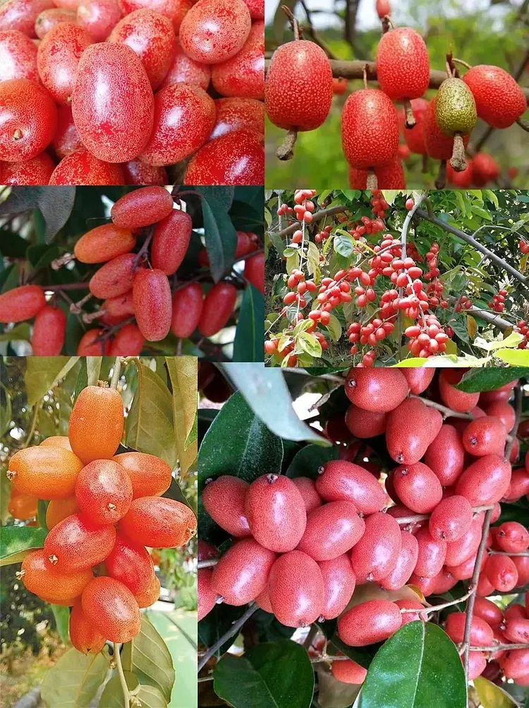 Elaeagnus Conferta Seeds
