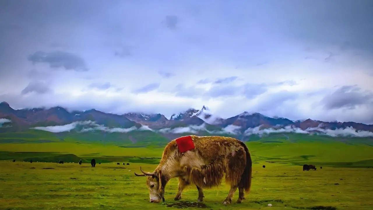 Tibetan Plateau: Complete Guide to the "Roof of the World"