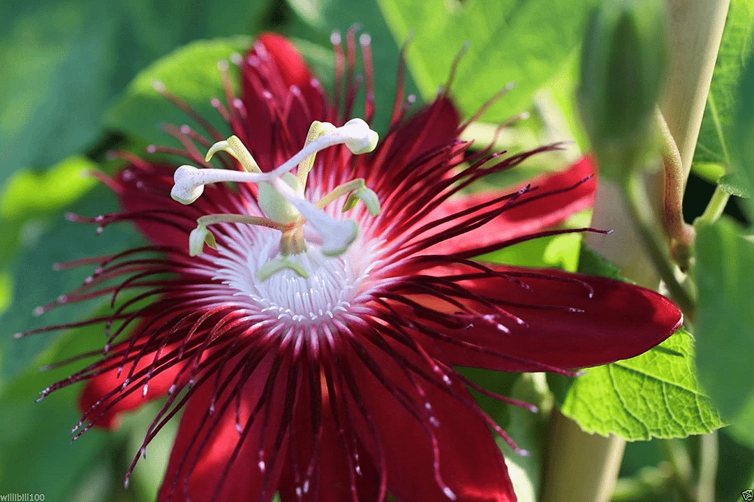 Passion Flower Seeds Garden Rare Passiflora Incarnata Fruit Plants Seeds