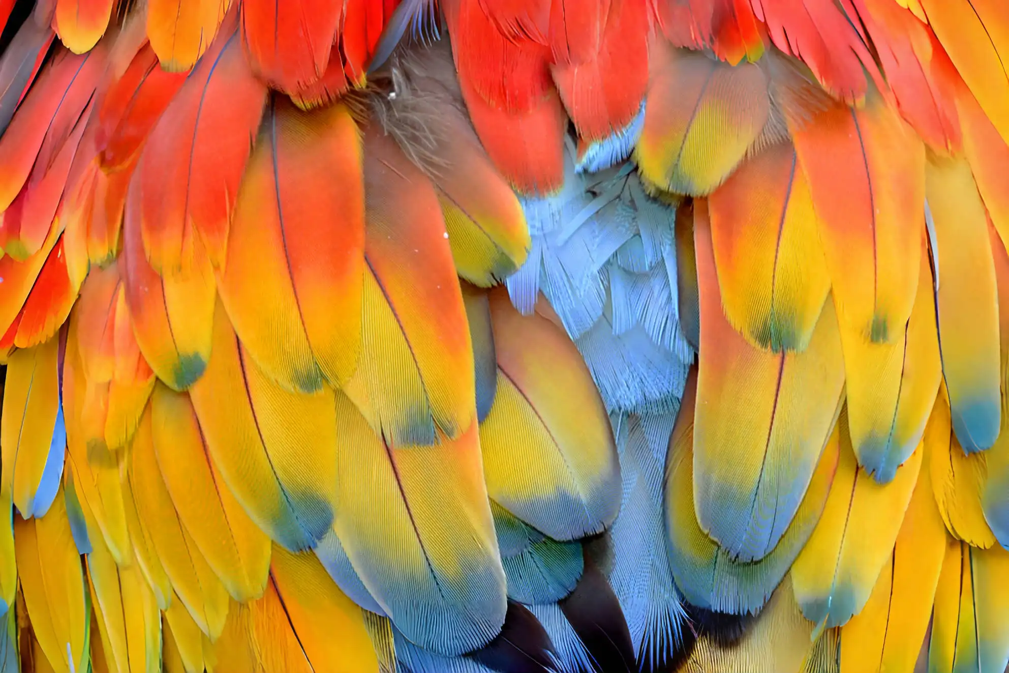 Birdcagelab | The Pros and Cons of Clipping Parrot Wings: A ...
