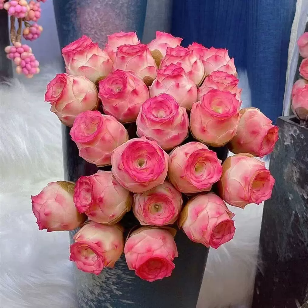 Mountain Roses Seeds (Greenovia)-Rare pink succulent