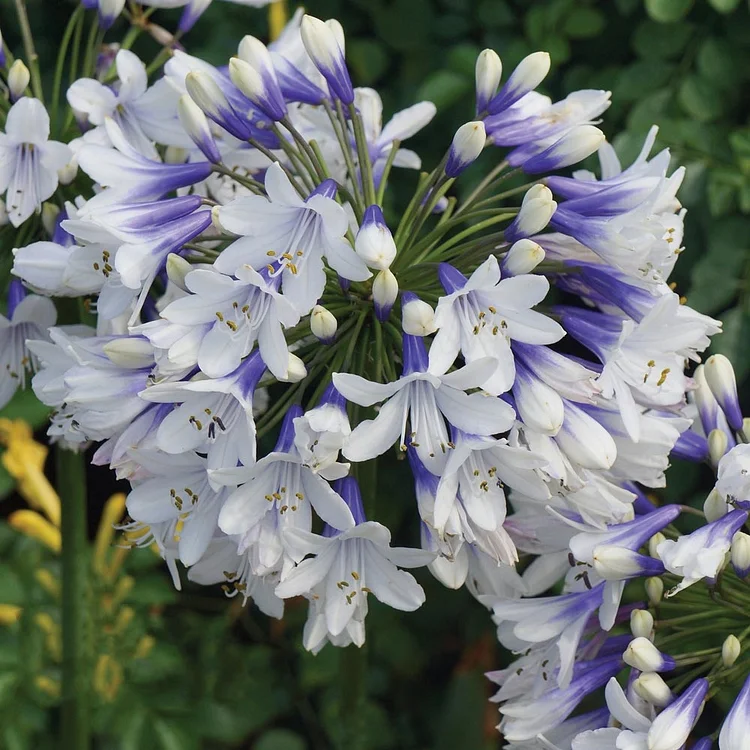 Agapanthus ‘Twister’ African Lily