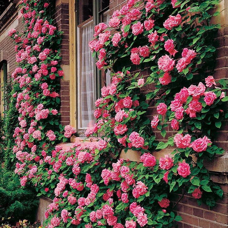 Beautiful Climbing Rose Seeds, 100pcs/pack