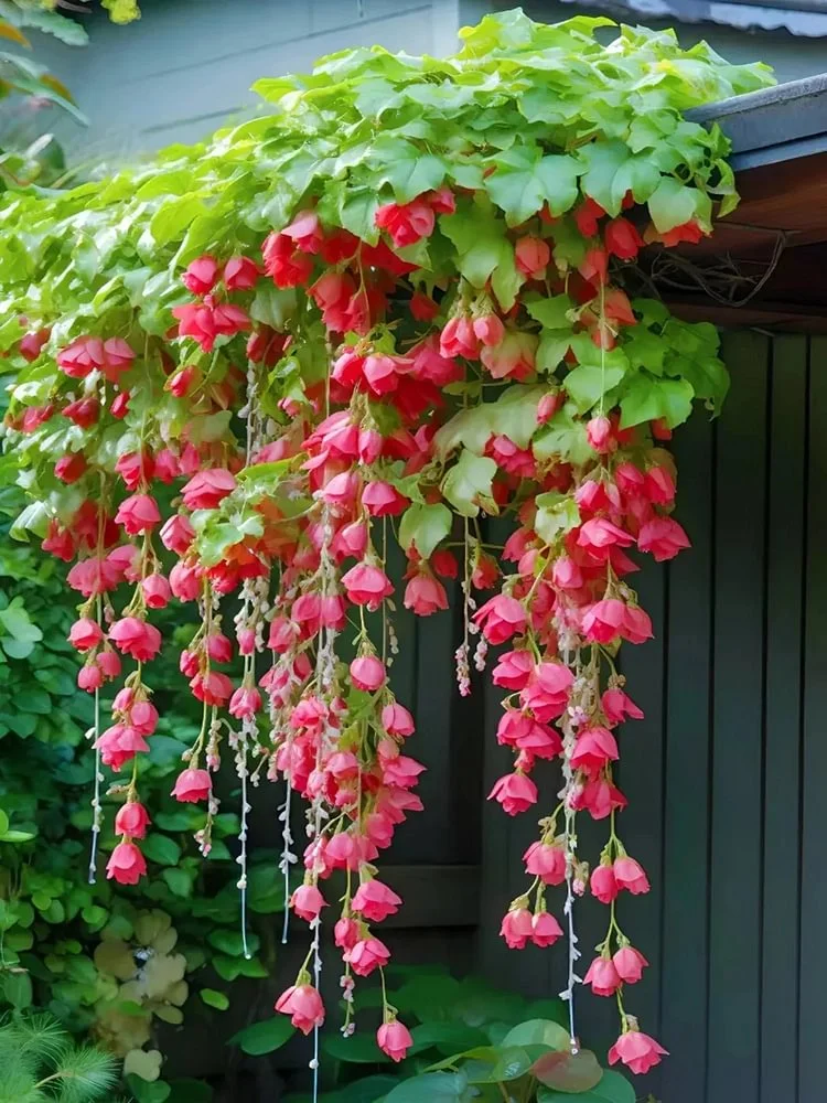 Weeping Begonia – A Cascading Floral Beauty 🌸