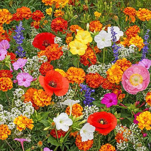 🔥Last day clearance💝Mixed Perennial Flowers Seeds-Over 60 kinds mixed
