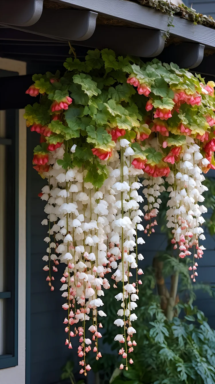 Weeping Begonia – A Cascading Floral Beauty 🌸