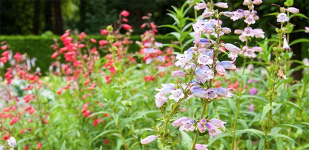 Aww Garden 10 Reasons to Love One-Year Plants