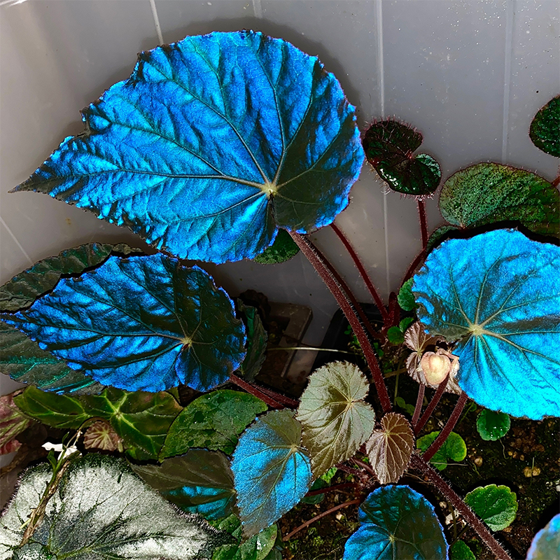 Rare metallic blue peacock begonia