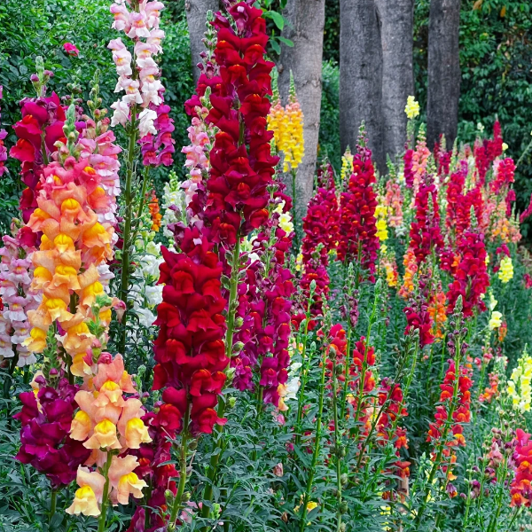 Double Snapdragon Mixed Color Seeds