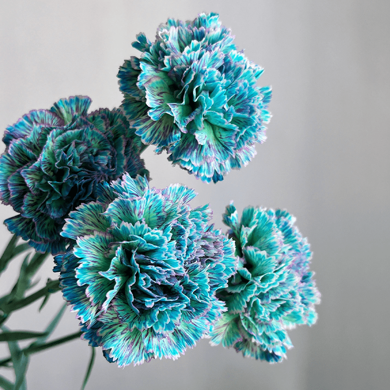 Rare Magic Turquoise Carnation Seeds