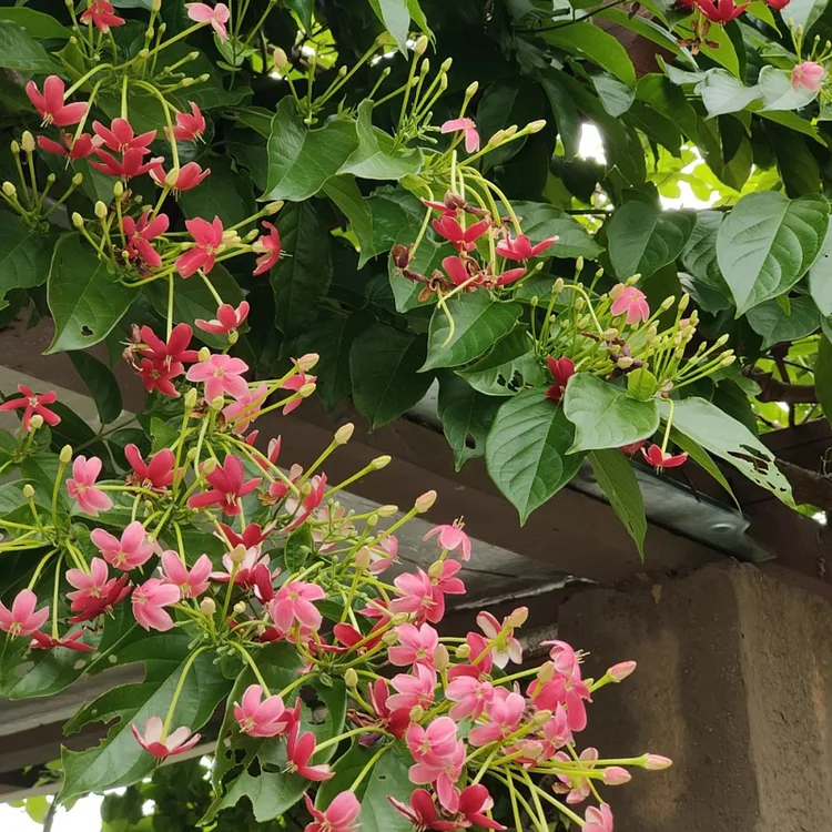 Double Rangoon Creeper Seeds