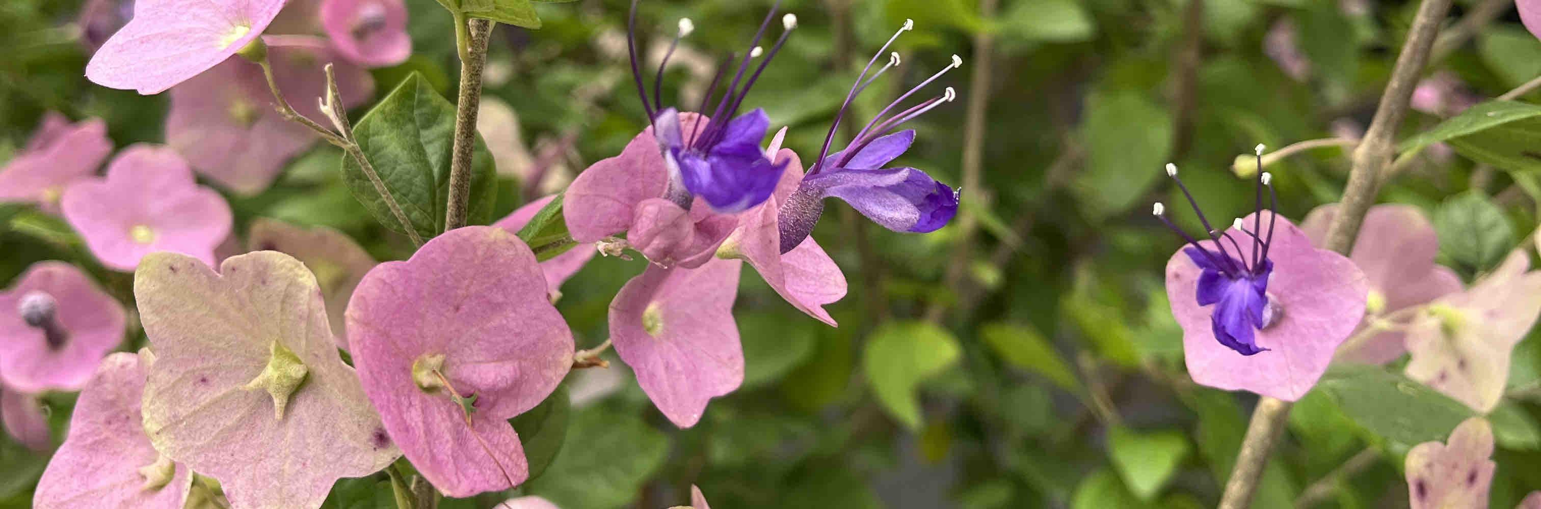 Dailyrosy™ Parasol Flower Seeds