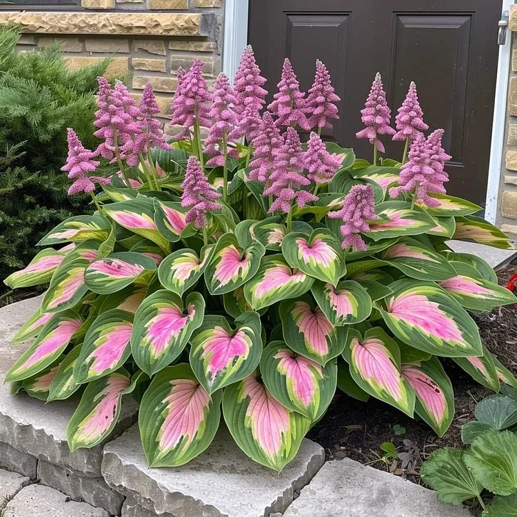 🍃Rare Hosta Seeds🌿Survival rate of up to 95%