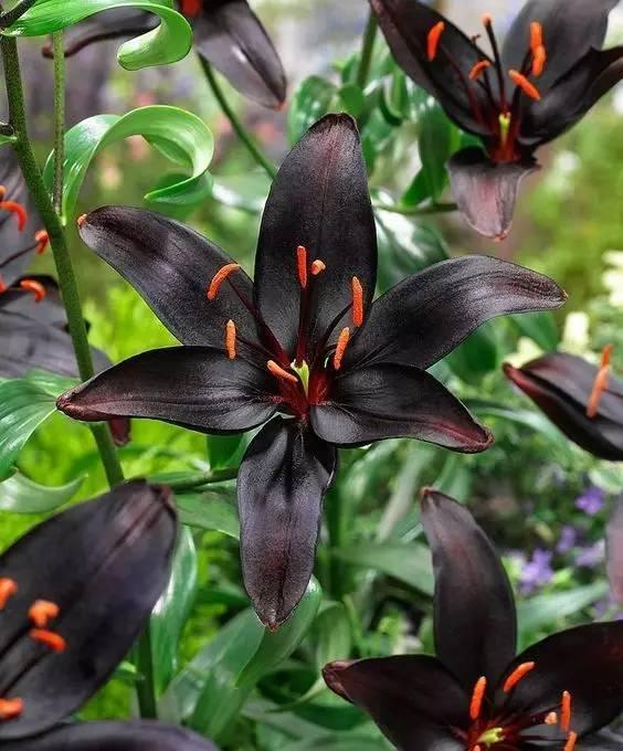 Night Rider Lily Seeds