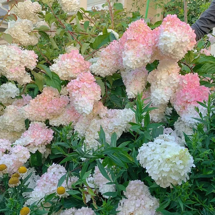 🌺PANICLE HYDRANGEA SEEDS