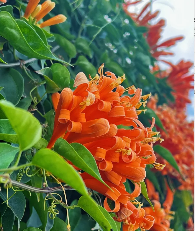 Pyrostegia Venusta Flower Seeds
