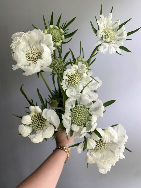Scabiosa 'Fama White'