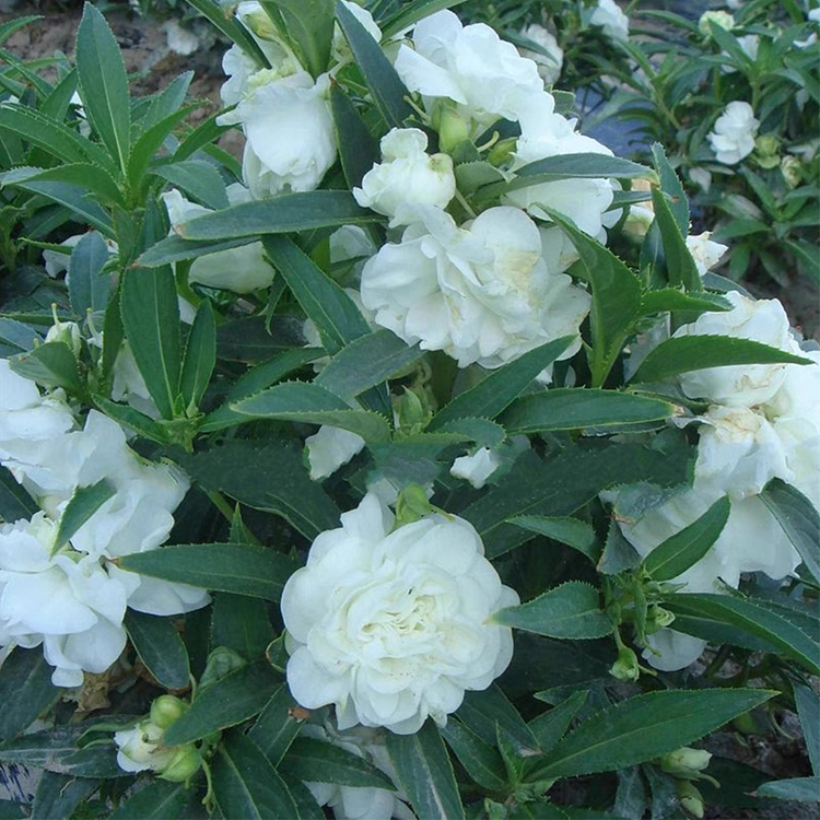 Mixed Color Double Flower Impatiens Seeds | Rosesu®