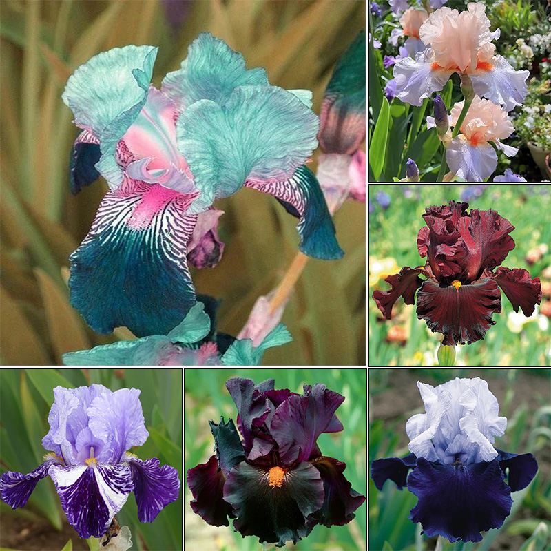 🐱Cat’s Eye flower