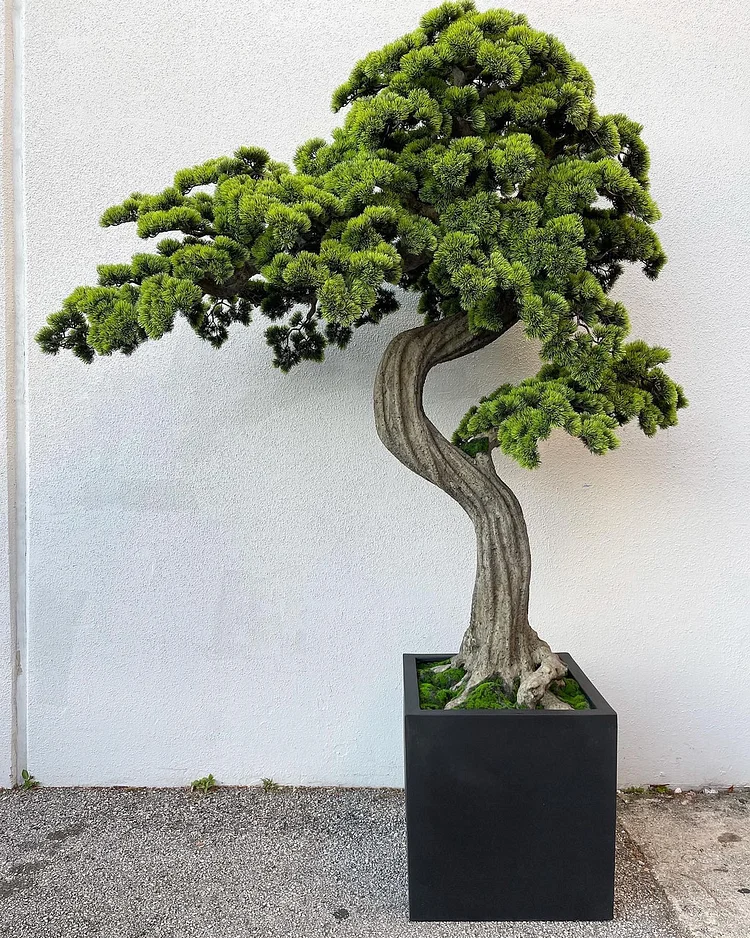 Oversized Bonsai tree in Block M Planter ( With Flower Pots)