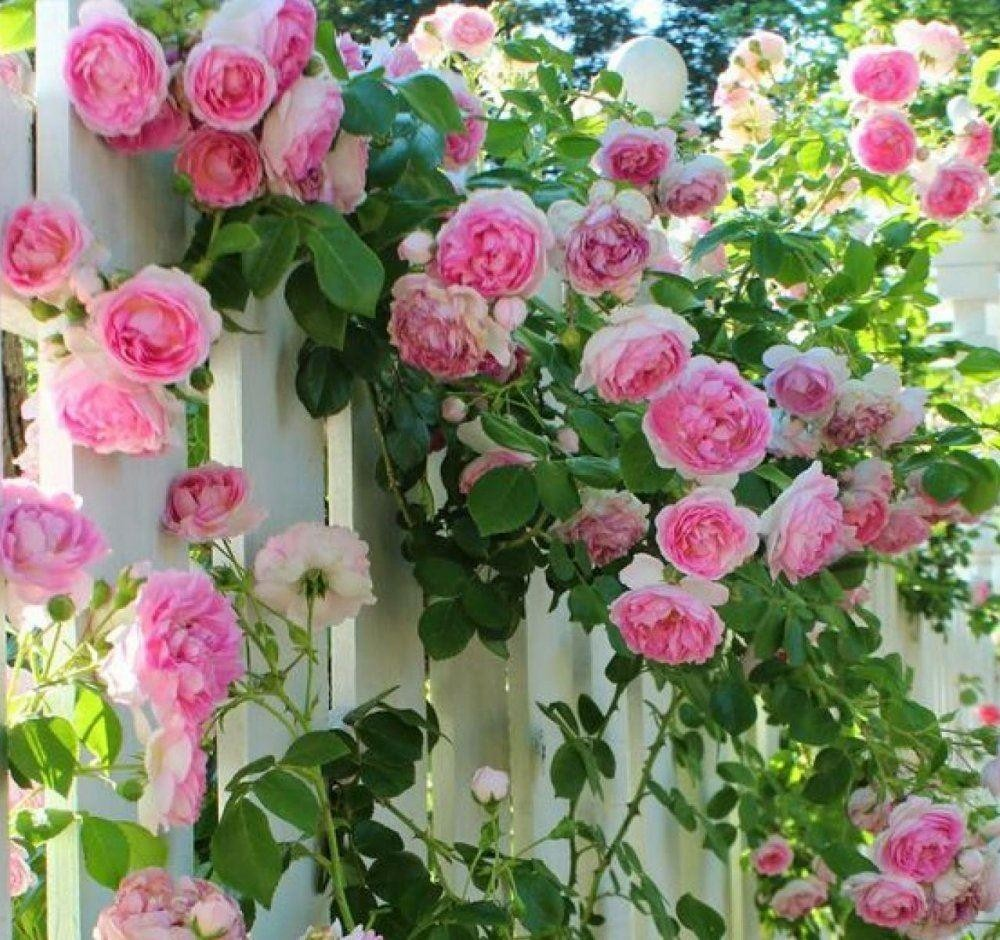 Rosa Eden-Pierre de Ronsard Seeds