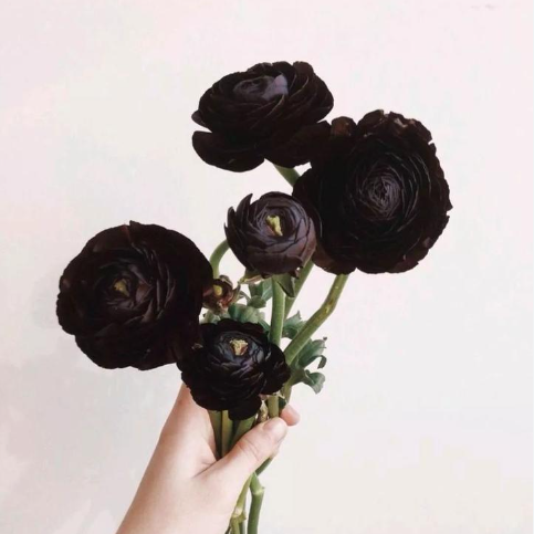 Rare Black Ranunculus Japonicus