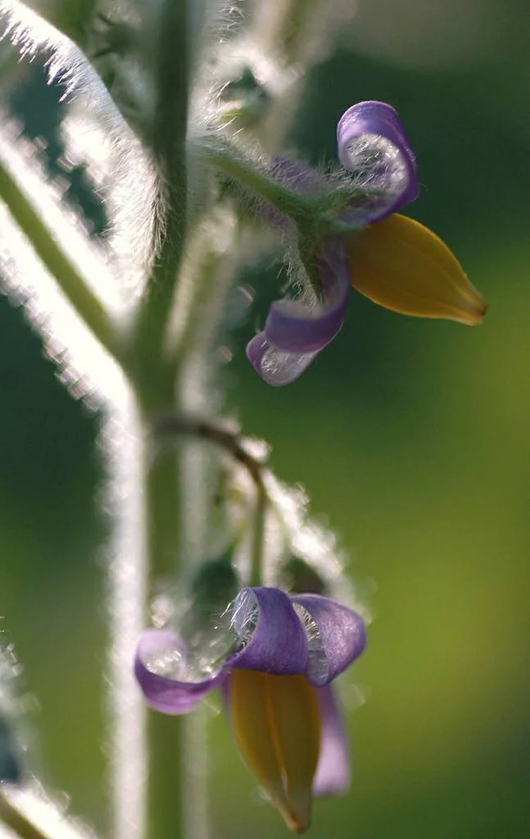 Nipple Fruit Seeds ~ Cow's Udder ~ Titty Fruit ~ Apple of Sodom ...