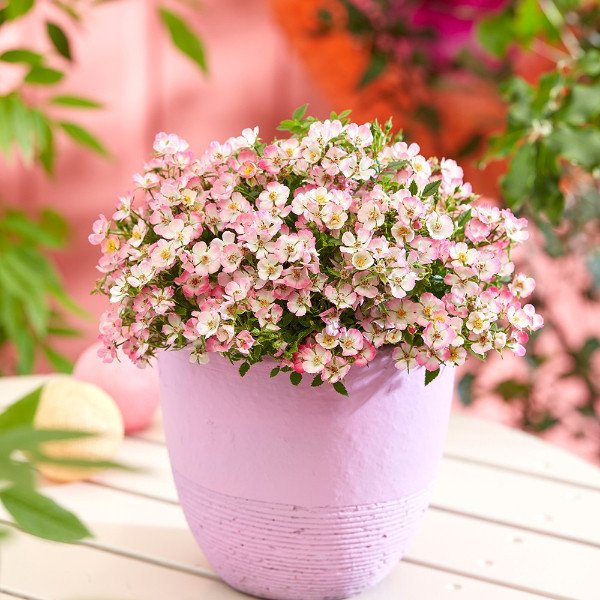 Alpine rose 'Cutie Pie' 100 Seeds