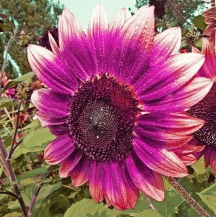 🌻Purple sunflower seeds - A rare plant in the garden