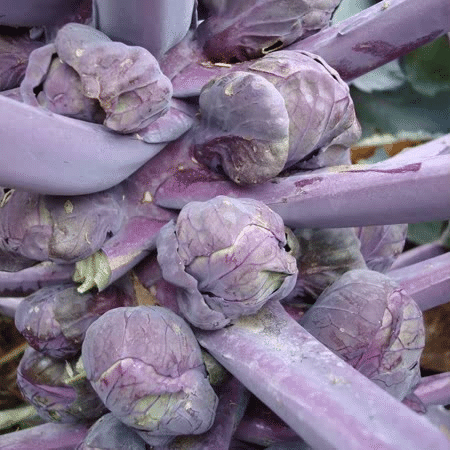 Brussels Sprout Seeds - Ruby Crunch F1 Hybrid