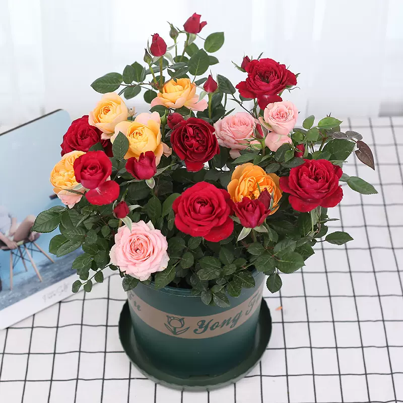 Beautiful Mini Rose Seeds, 100pcs/pack