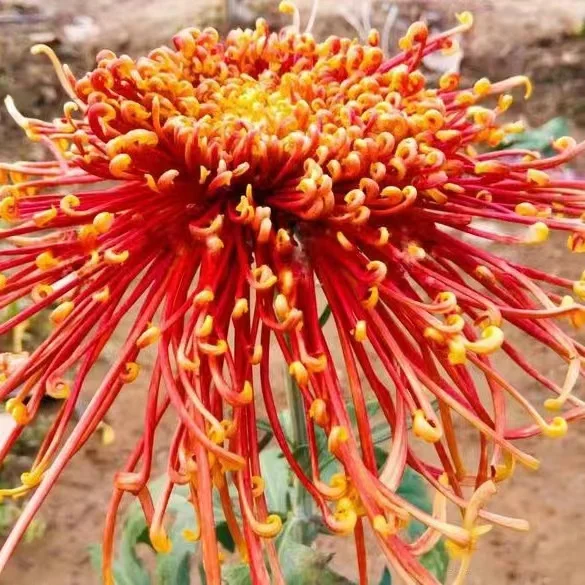 Mixed Spider Mums Flower Seeds-Over 20 Colors Mixed Spider Mums Flower Seeds-Over 20 Colors