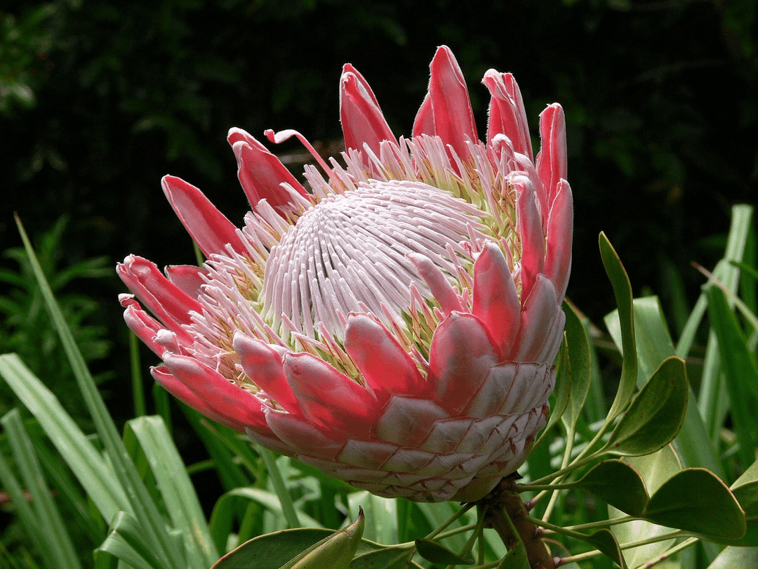 Protea Cynaroides Flower Seeds