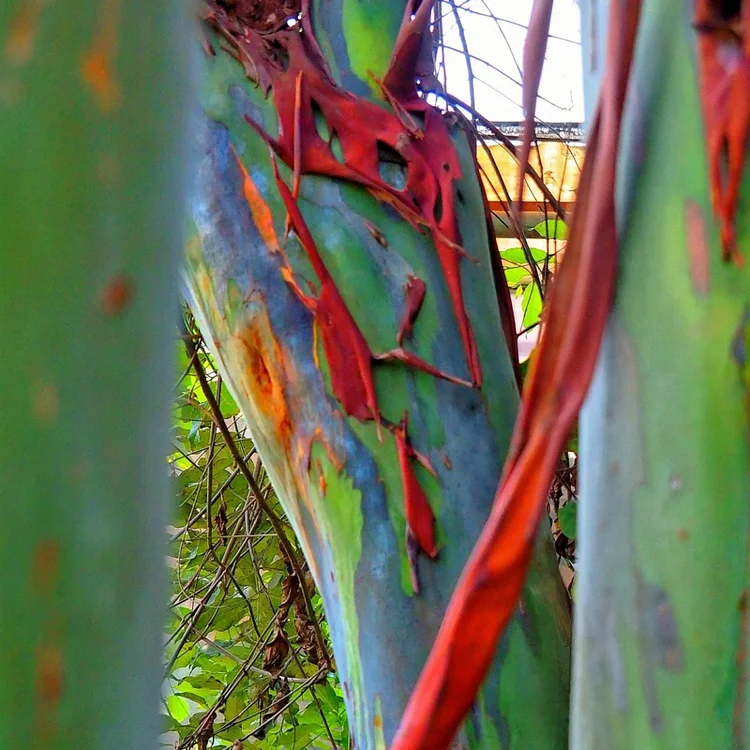 Eucalyptus deglupta/Rainbow Eucalyptus Seeds