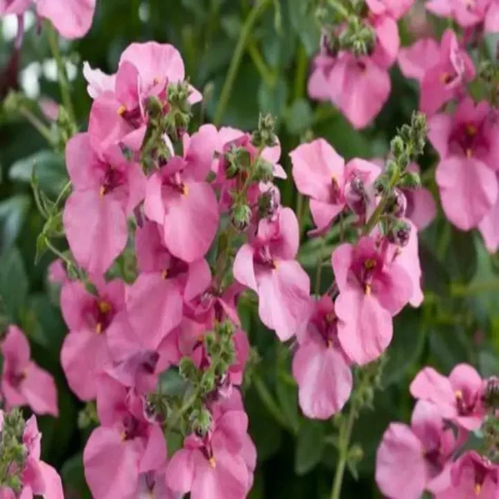 Diascia Pink Queen Seeds Perennial Abundant Pink Flowers Light Frost ...