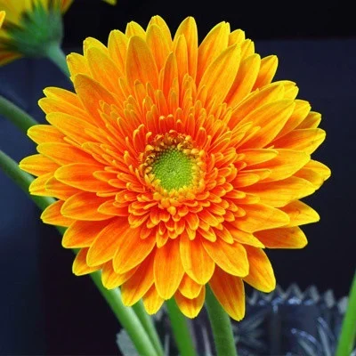 Pyrethrum-Double Gerbera Flower Seeds. Get 50% off