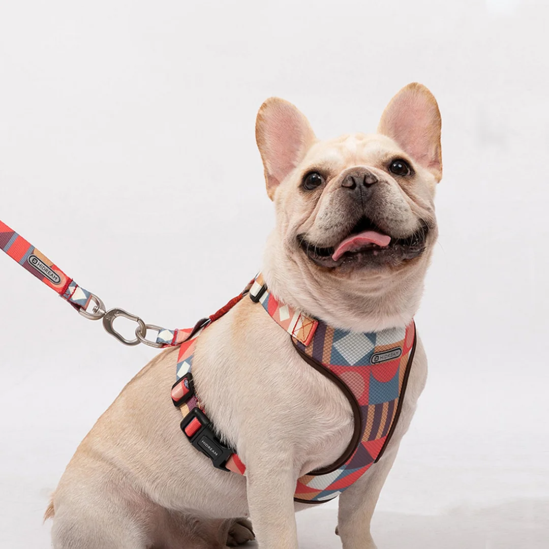 Vibrant Colorblock Harness & Leash Walk Kit