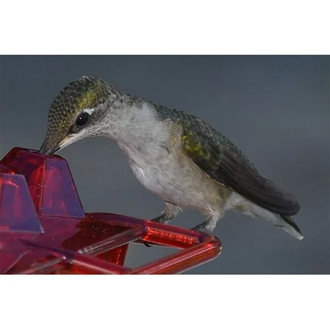 Mary's Sweety Hummingbird Feeder With Perch Water Feeder