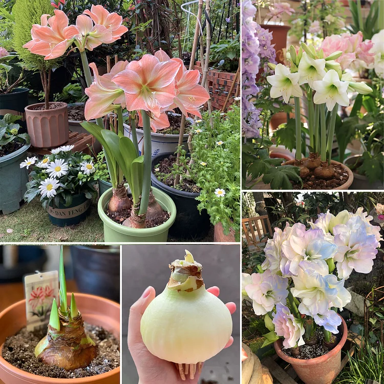 Rare Amaryllis Bulbs