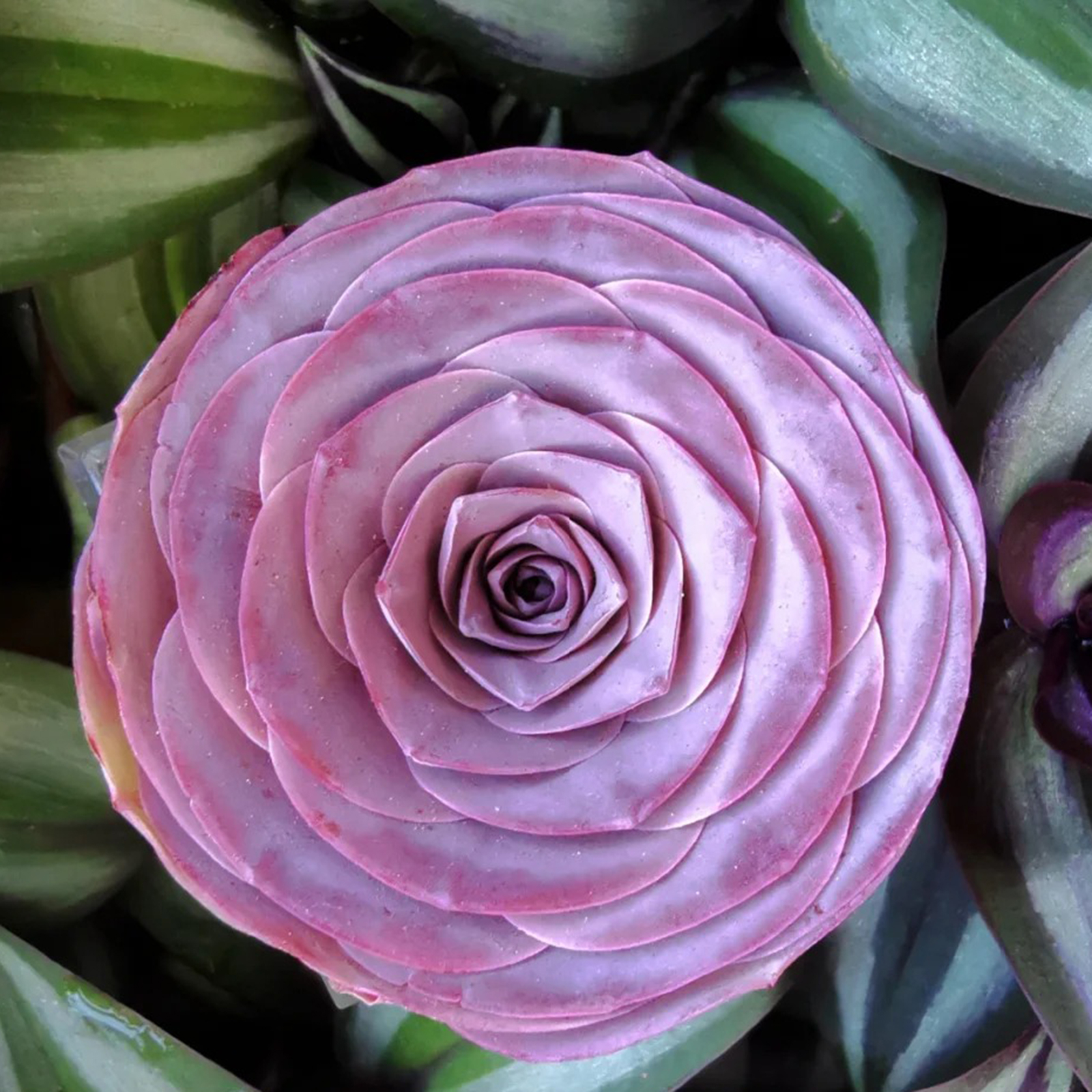 Mountain Roses "Pandora" Seeds