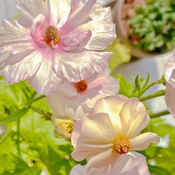 Rare Varieties Butterfly Ranunculus Asiaticus Flower Seeds