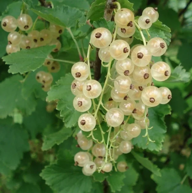 Currant seeds