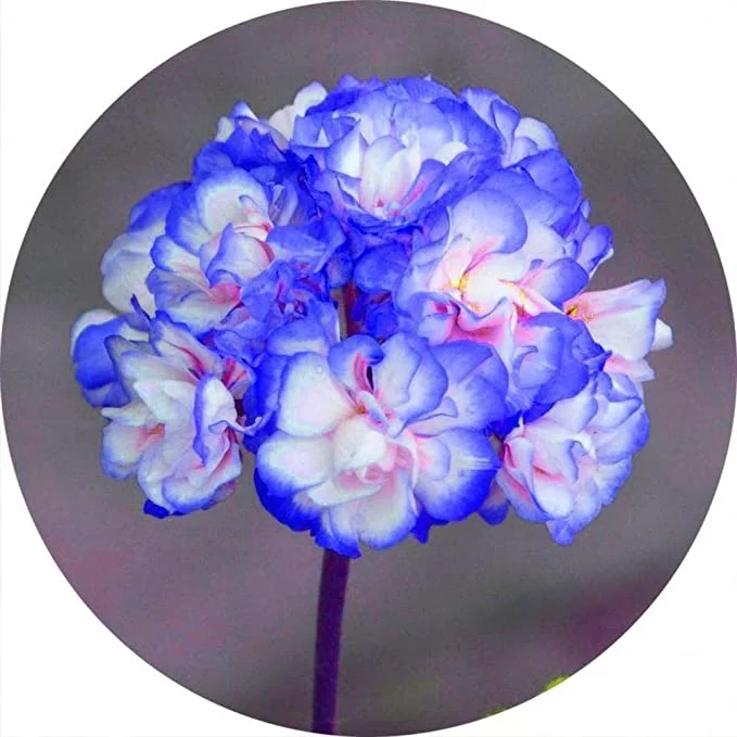 Rare 'Night Blue' Geranium Seeds Appleblossom Rosebud Pelargonium Perennial
