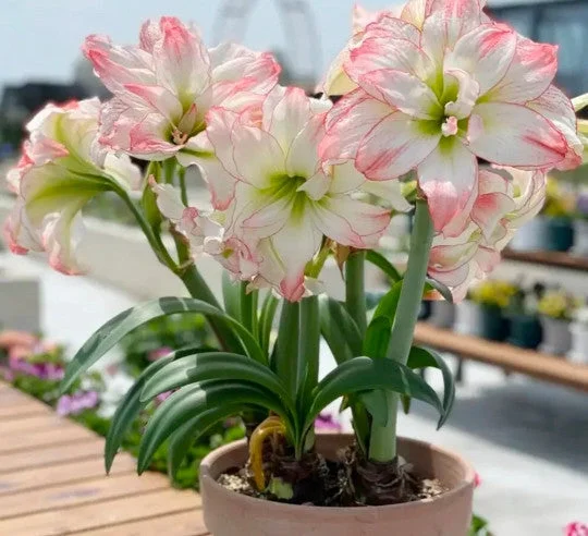 50 Particle Hippeastrum Rutilum Seeds Bonsai Home Garden Balcony Plants