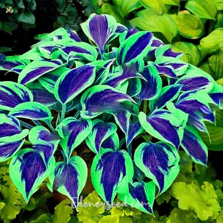 Rare Multi-colored Hostas Seeds