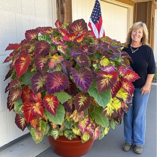 Giant Coleus Seeds