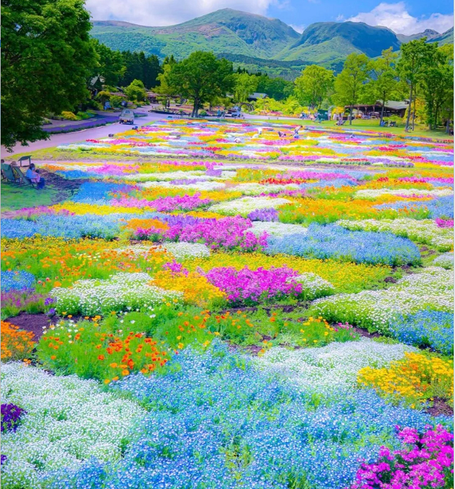 💐Spring Colorful Mixed Wildflower Seeds
