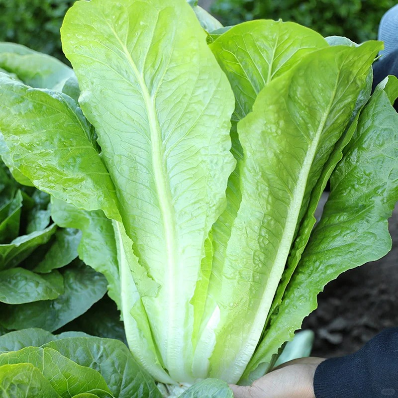 Summer Peacock Vegetable Seeds