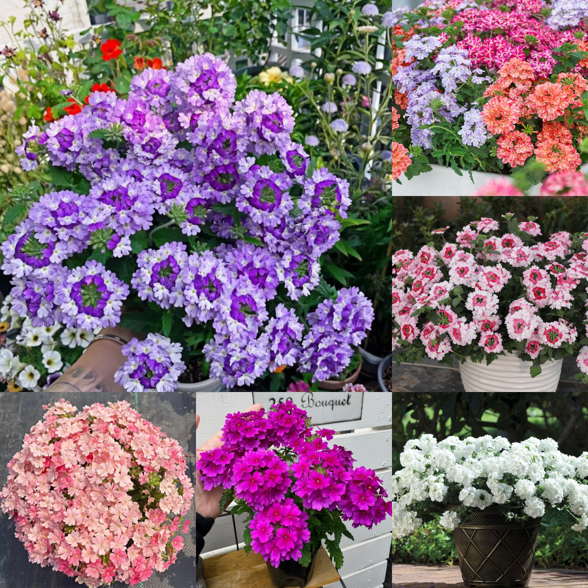 💐Garden Verbena Seeds